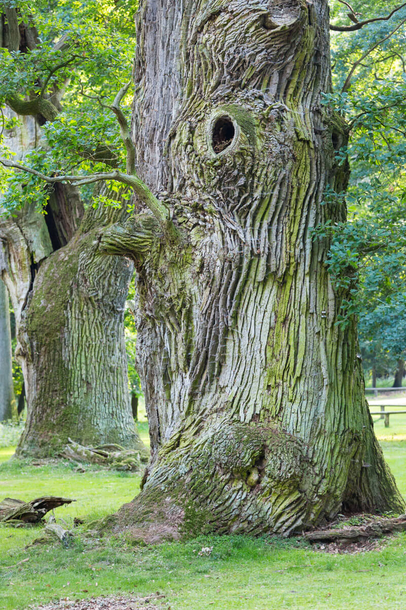Ivenacker Eichen - Wald-MV